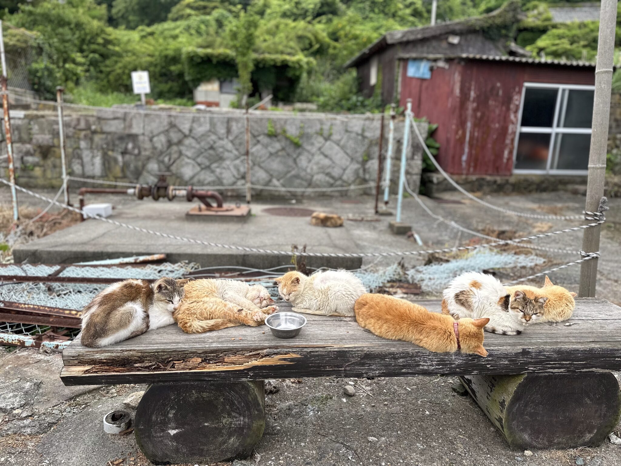 Reflections in The Bell Jar: Esther Greenwood as Sylvia Plath ...